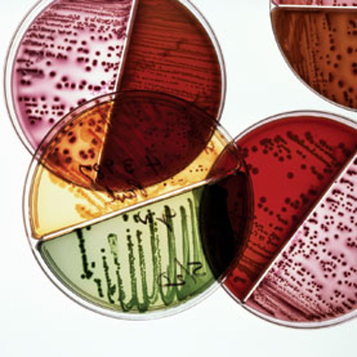 To Share and Share Alike | Scientific American