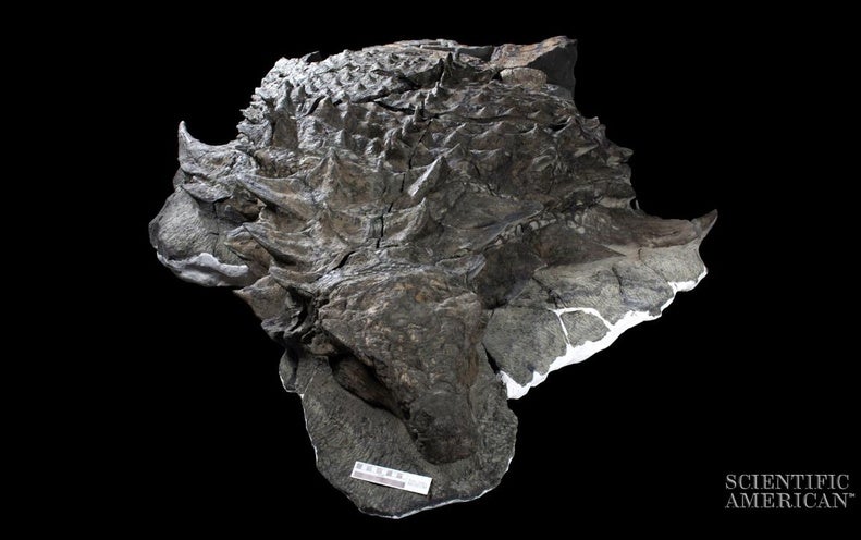 Well-Preserved Armored Fossil Reveals Cretaceous Camouflage ...