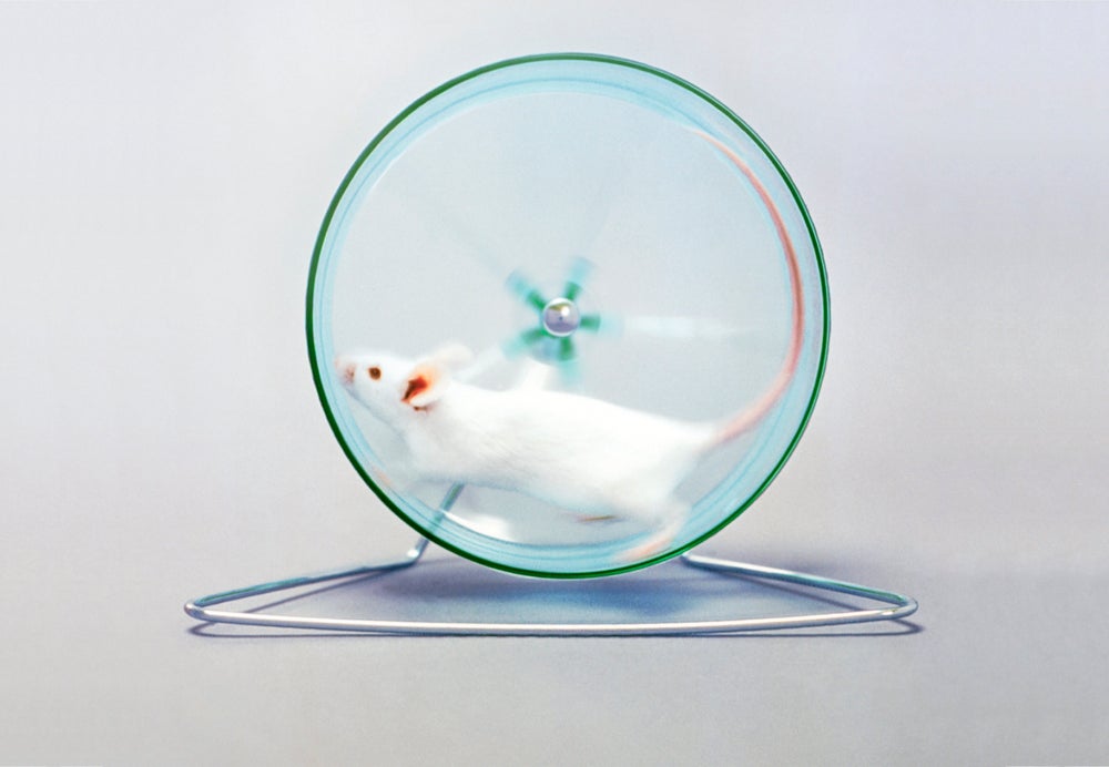 Elite Athletes' Gut Bacteria Give Rodent Runners a Boost | Scientific ...