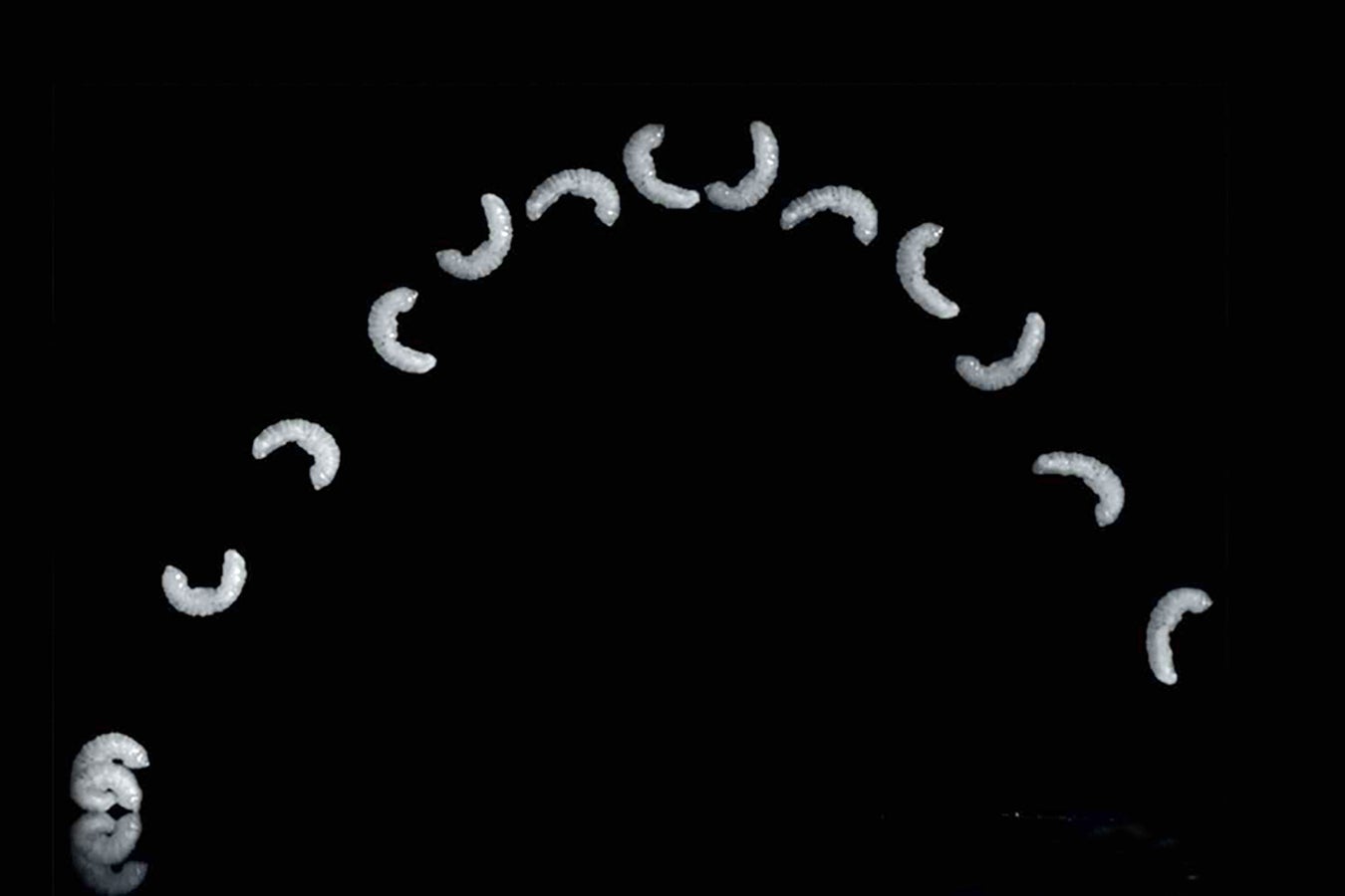 Ballistic Maggots, Synthetic Winks and Why You're Not Goop: The Week's ...