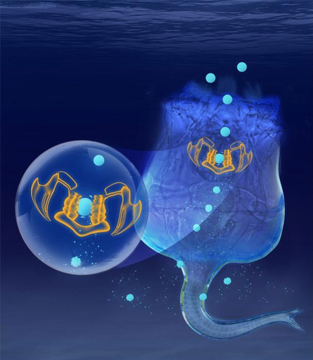 Plankton Are Making Ocean Plastic Pollution Even More of a Mess ...