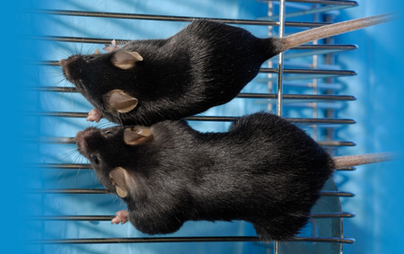 Stories by Amber Dance | Scientific American