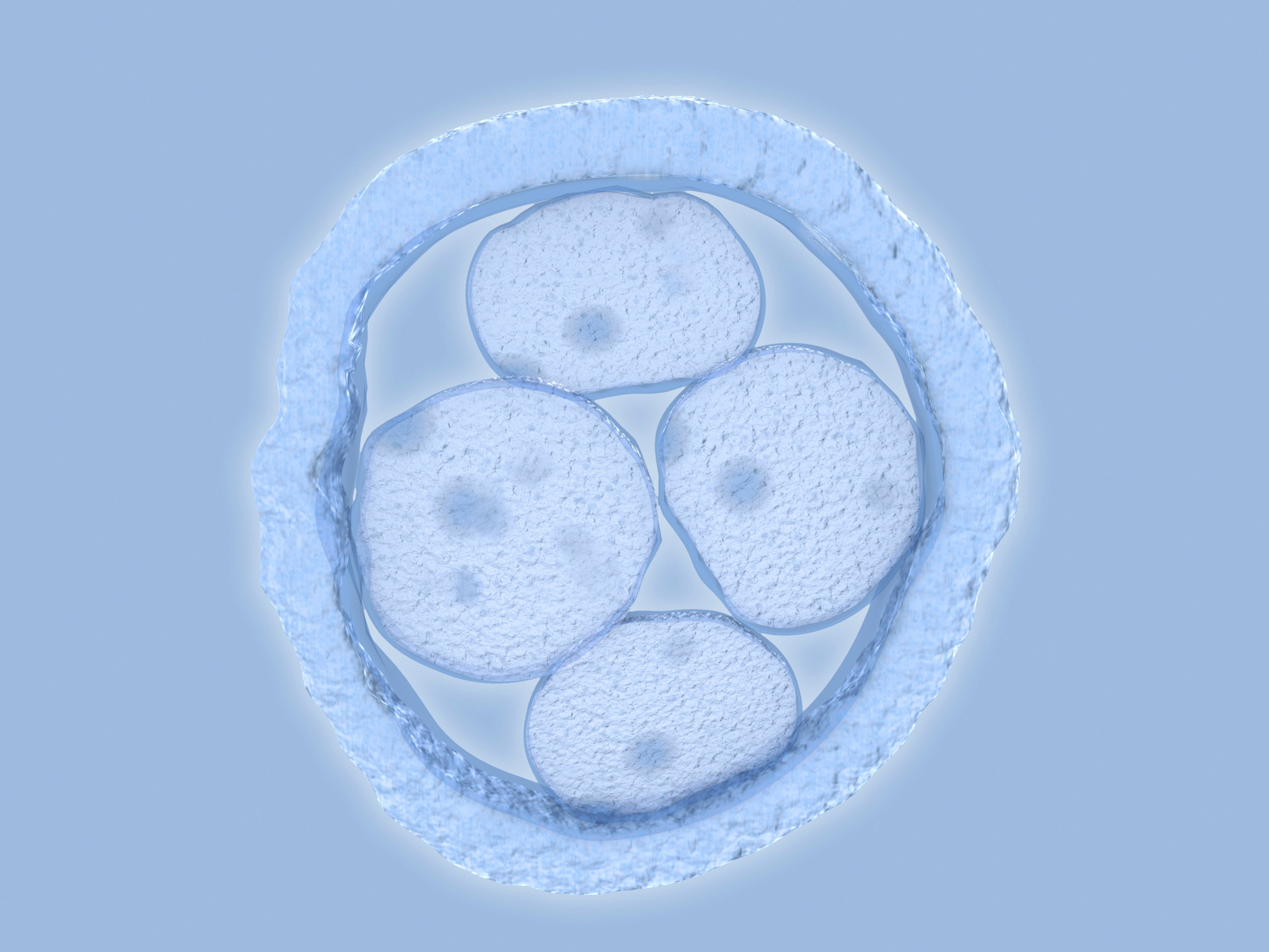 Human Embryo