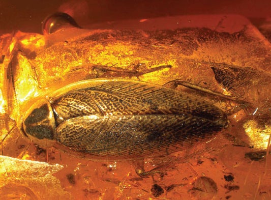 “Invasive” Cockroach Species Lived in the U.S. 49 Million Years Ago ...