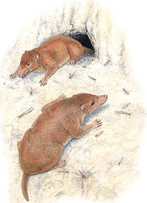 Early Termite-Eater - Scientific American