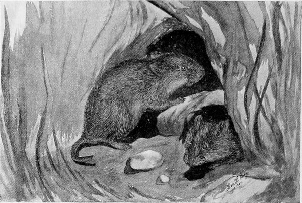 The Romantic Temptation of the Monogamous Prairie Vole | Scientific ...