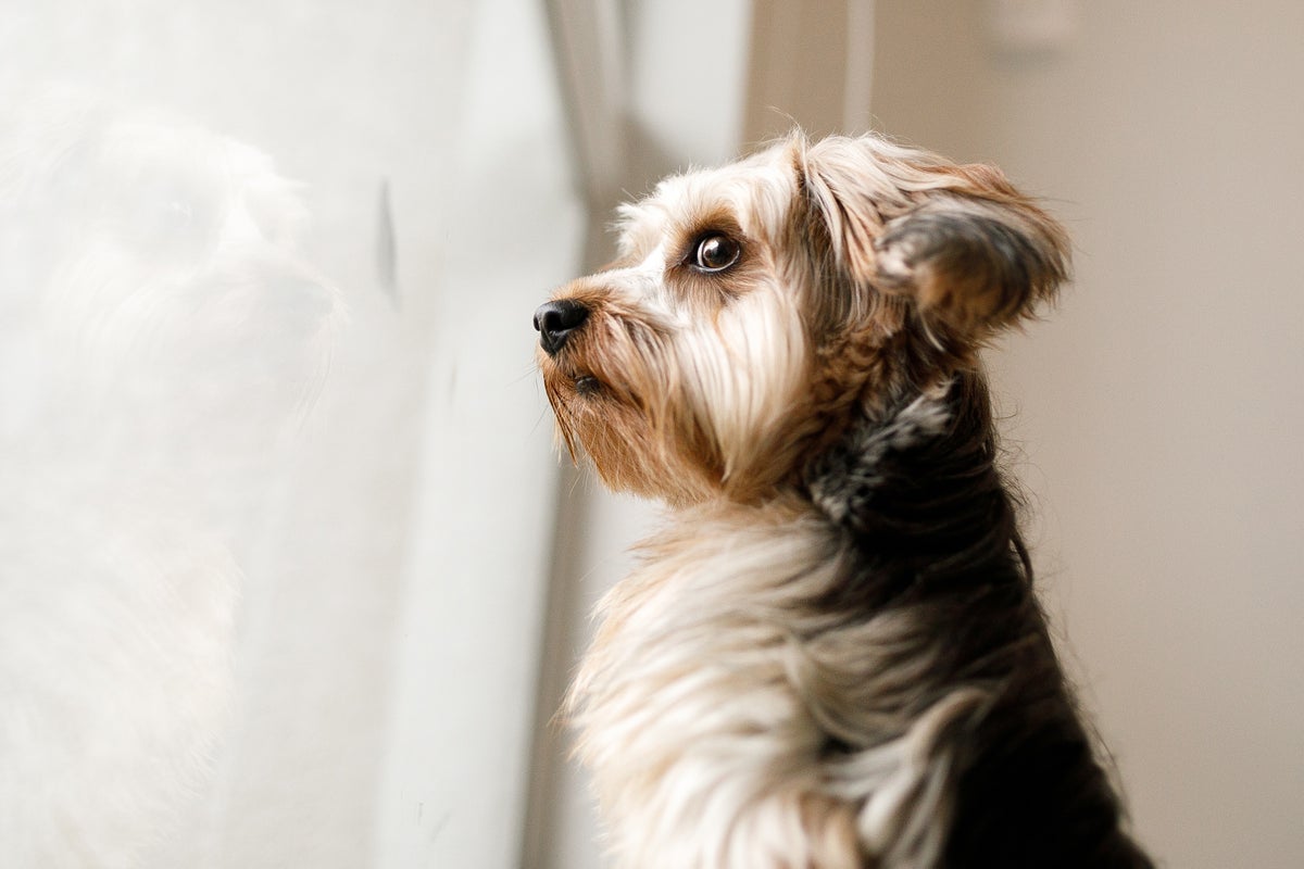 How to Help Your Dog Adapt to a Postpandemic World | Scientific American