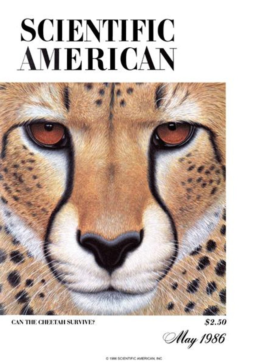 The Cheetah in Genetic Peril | Scientific American