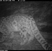 Camera Traps Reveal Secretive Snow Leopards up Close [Slide Show ...