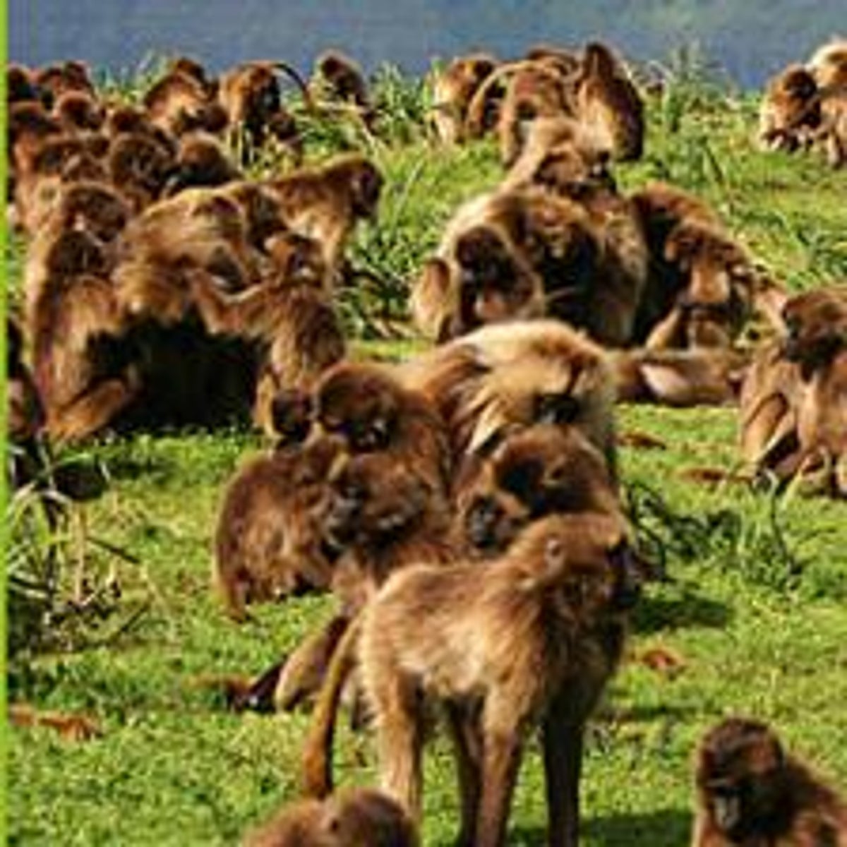 Recommended: Amazing Animals... And More | Scientific American