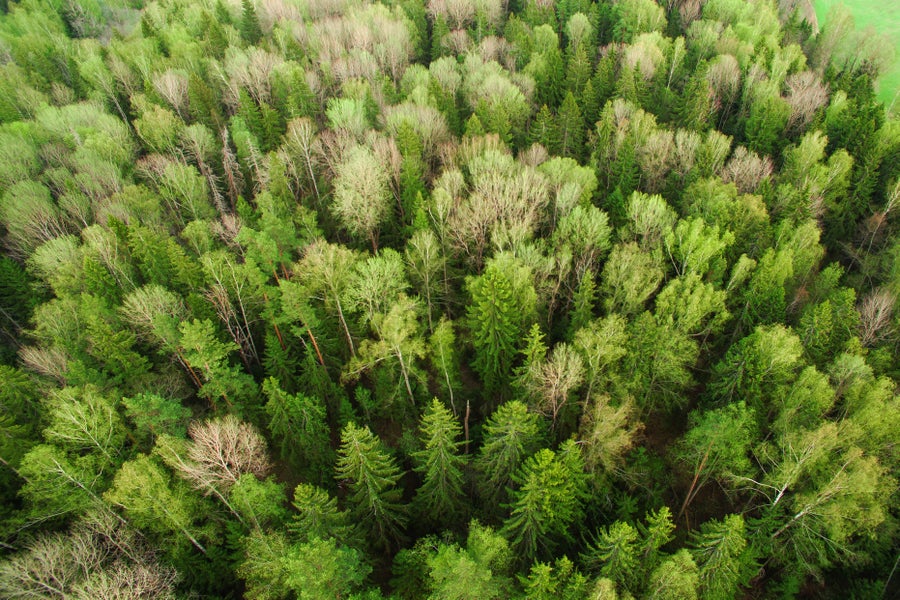 Tree Farms Will Not Save Us from Global Warming | Scientific American
