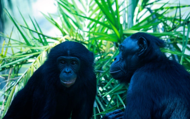 Chimps and Bonobos Swapped Genes Through Ancient Flings - Scientific ...
