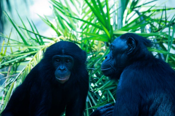 Chimps and Bonobos Swapped Genes Through Ancient Flings - Scientific ...