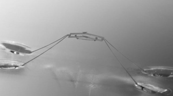 These Insect-Inspired Robots Can Jump on Water - Scientific American