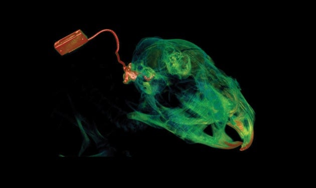 Bionic Ears Boosted by Gene Therapy and Regrown Nerves - Scientific ...