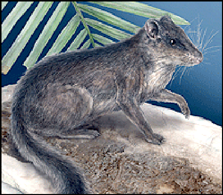 Laotian Rodent Proves Living Fossil - Scientific American