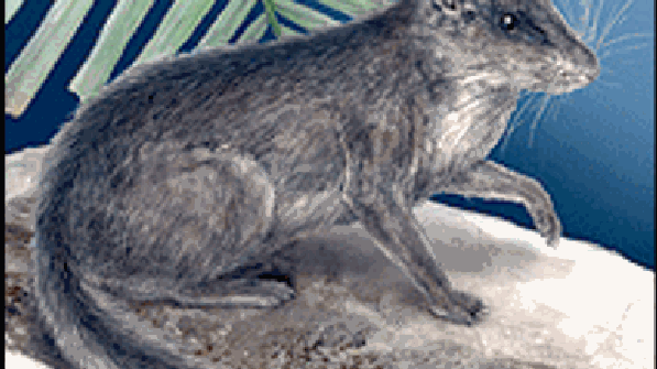 Laotian Rodent Proves Living Fossil - Scientific American