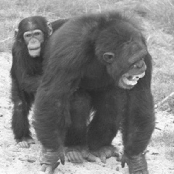 Simian Solicitude: Like Humans, Chimpanzees Console Victims of ...