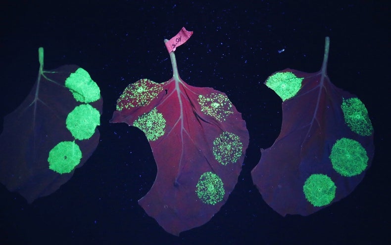 Ebola Drug Narrowly Missed Threshold to Prove Effectiveness ...