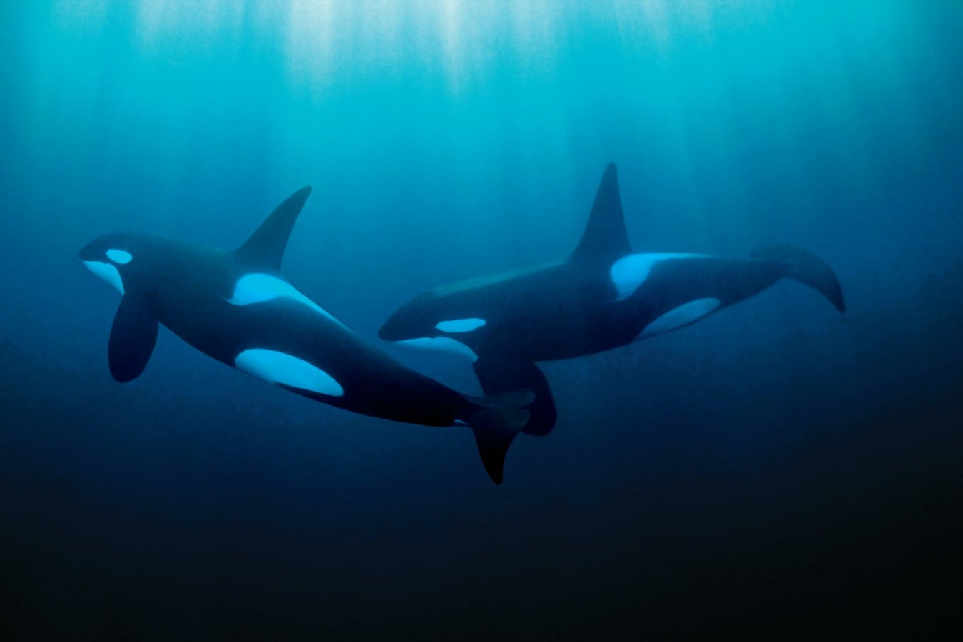 The Orca's Sorrow | Scientific American