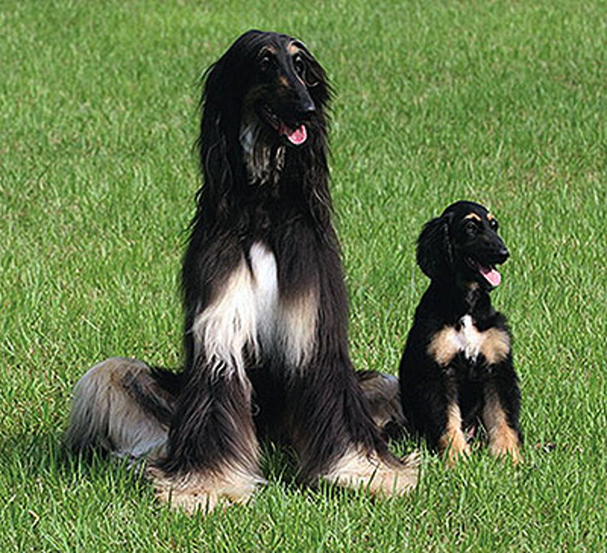 Doggy Doubled | Scientific American