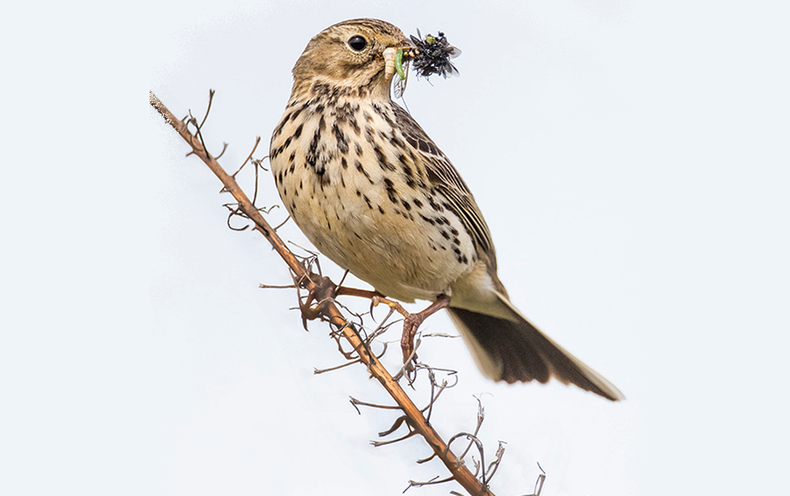 Birds of a Feather Fight Germs Together - Scientific American