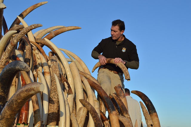 U.S. to Crush a Ton of Poached Ivory in Times Square - Scientific American
