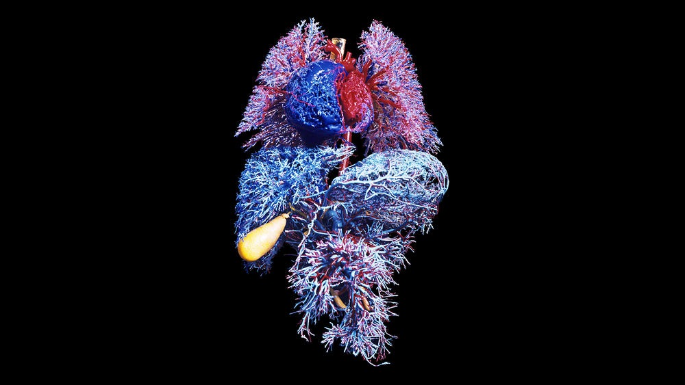 Your Organs Might Be Aging at Different Rates | Scientific American