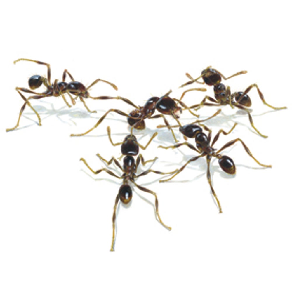 Battles among Ants Resemble Human Warfare | Scientific American