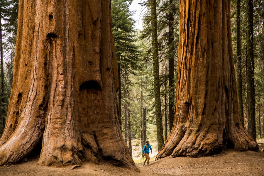 Meet the Giant Sequoia, the 'Super Tree' Built to Withstand Fire ...