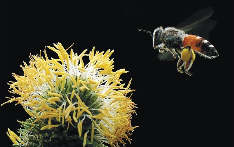 The Irreplaceable Bee, an Epic Physics Experiment, and Other New ...