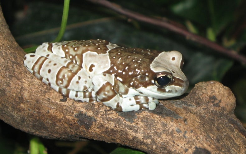 The Incredible Acrobatics of the Tree Frog, in Slow Motion - Scientific ...
