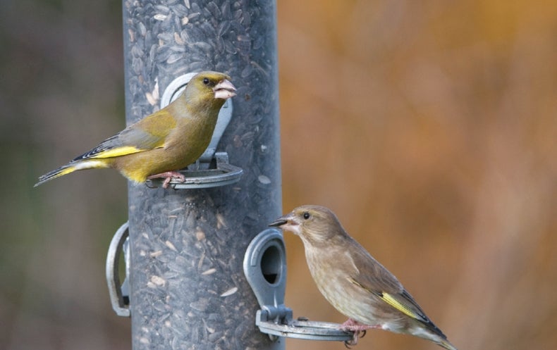 How Did the Ancestors of Modern-Day Birds Survive? - Scientific American
