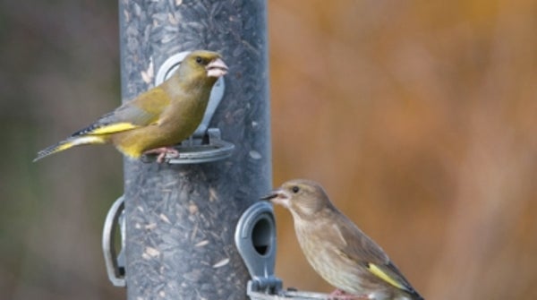 How Did the Ancestors of Modern-Day Birds Survive? - Scientific American
