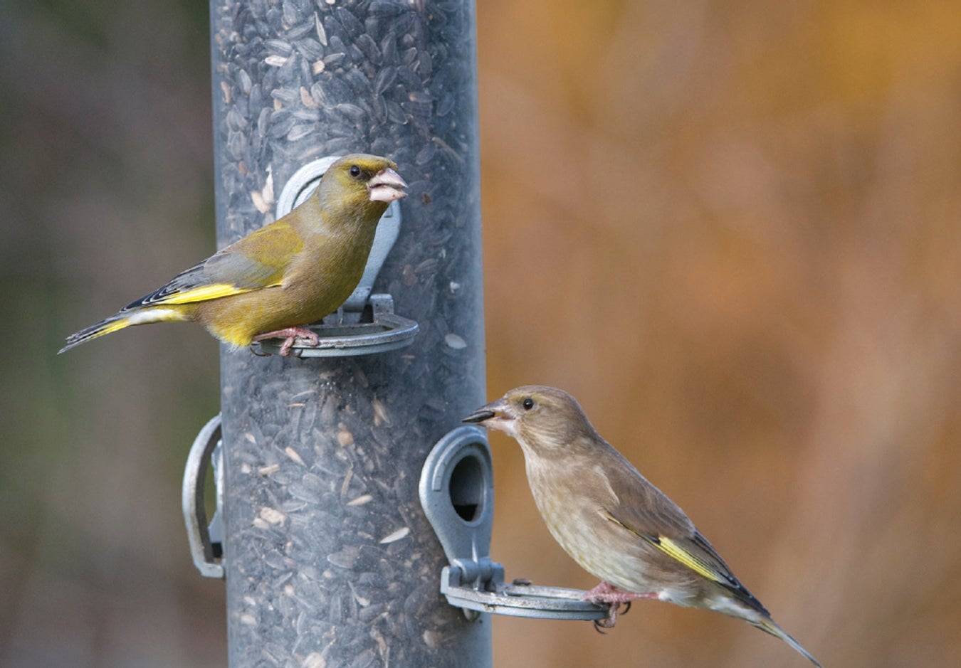 How Did the Ancestors of Modern-Day Birds Survive? | Scientific American