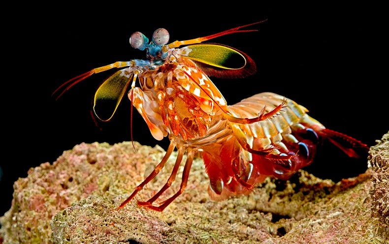 Camera Mimics Mantis Shrimp's Astounding Vision - Scientific American