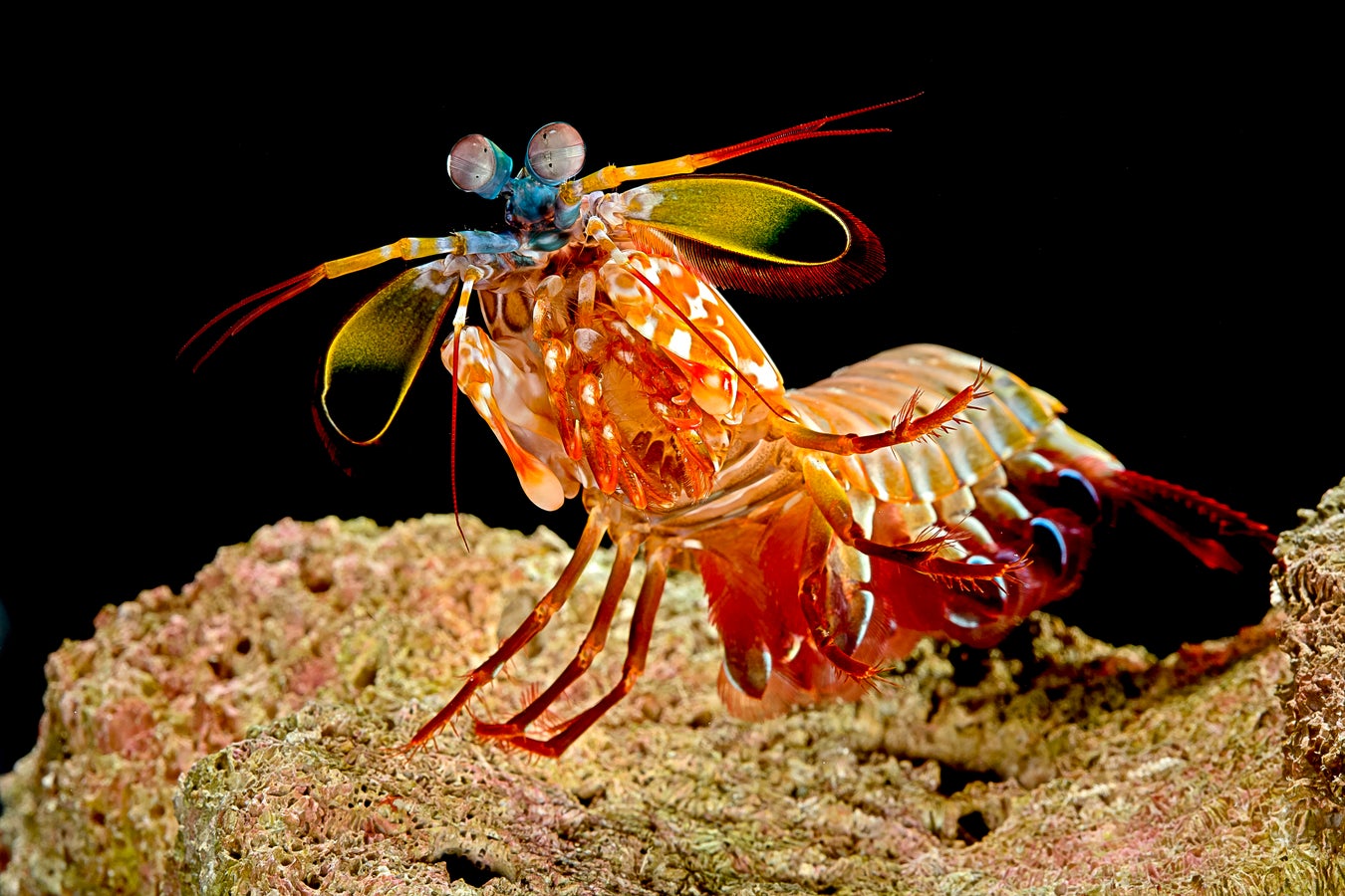 Camera Mimics Mantis Shrimp's Astounding Vision | Scientific American
