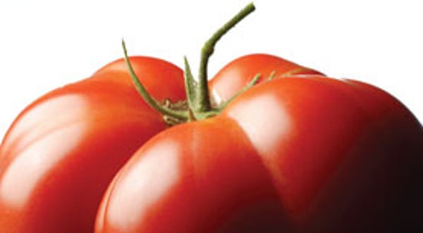 Why Heirloom Tomatoes Taste So Good | Scientific American