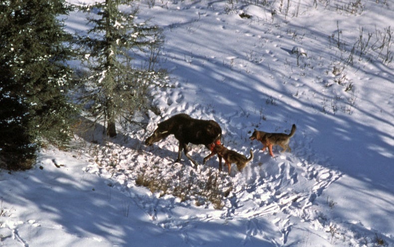 Wolf Transplant Could Reset Iconic Island Study - Scientific American