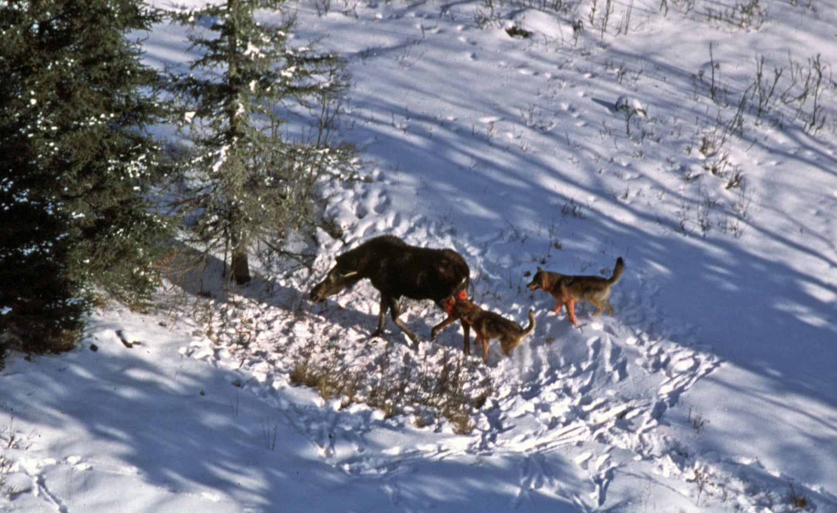 Wolf Pack Hunting Moose