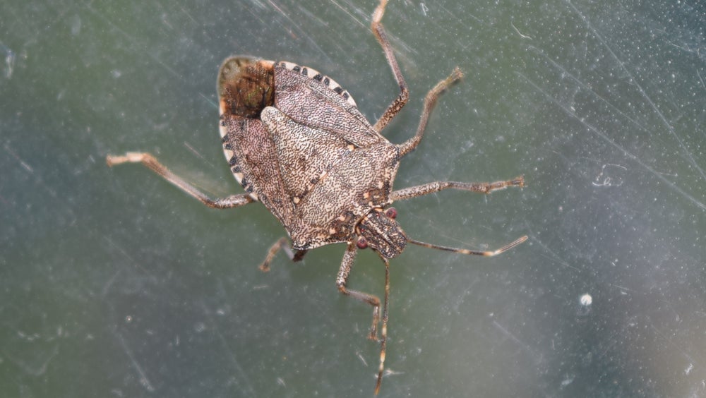 Scientists Pick Up the Genetic Scent of Stinkbug Invaders | Scientific ...