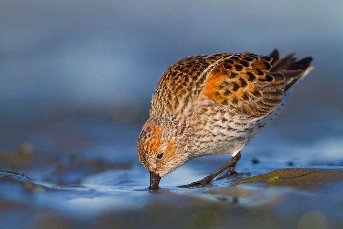 Slimy Mudflat Biofilms Feed Migratory Birds--and Could Be Threatened ...