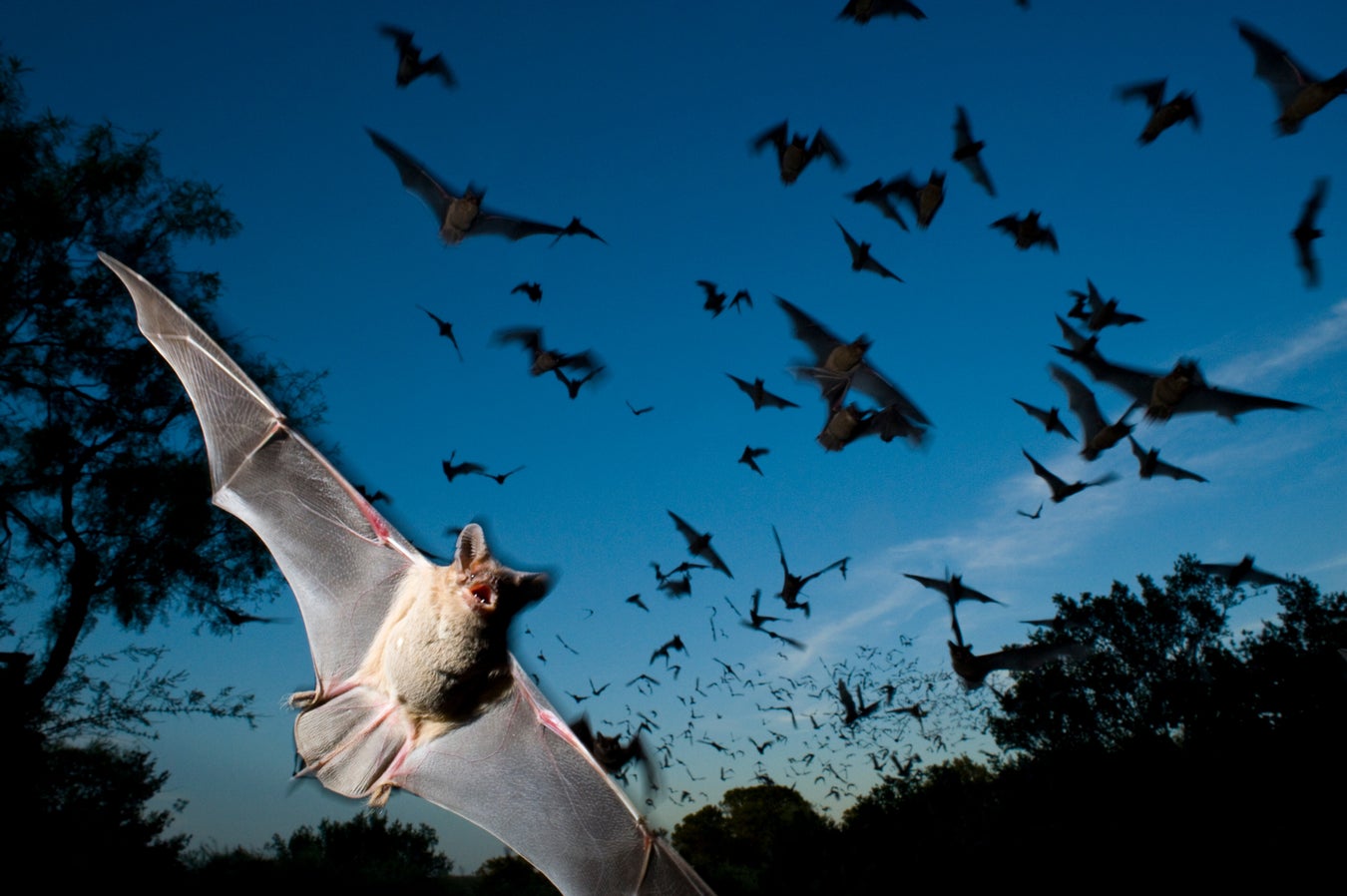 Bats Are Migrating Earlier, and It Could Wreak Havoc on Farming ...