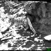 Camera Traps Reveal Secretive Snow Leopards up Close [Slide Show ...
