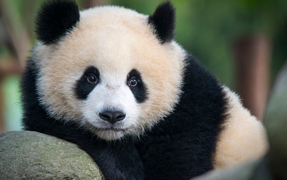 How the Panda's "Thumb" Evolved Twice - Scientific American