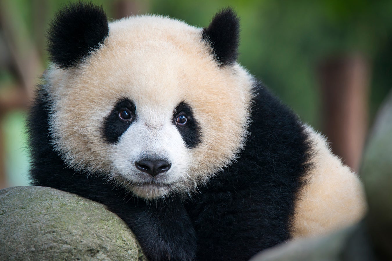 How the Panda's "Thumb" Evolved Twice | Scientific American