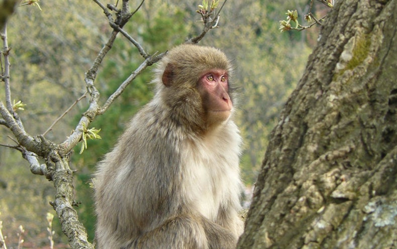 Can Monkeys and Apes Be Introverts? - Scientific American