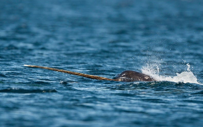 Unicorns of the Sea Reveal Sound Activities - Scientific American