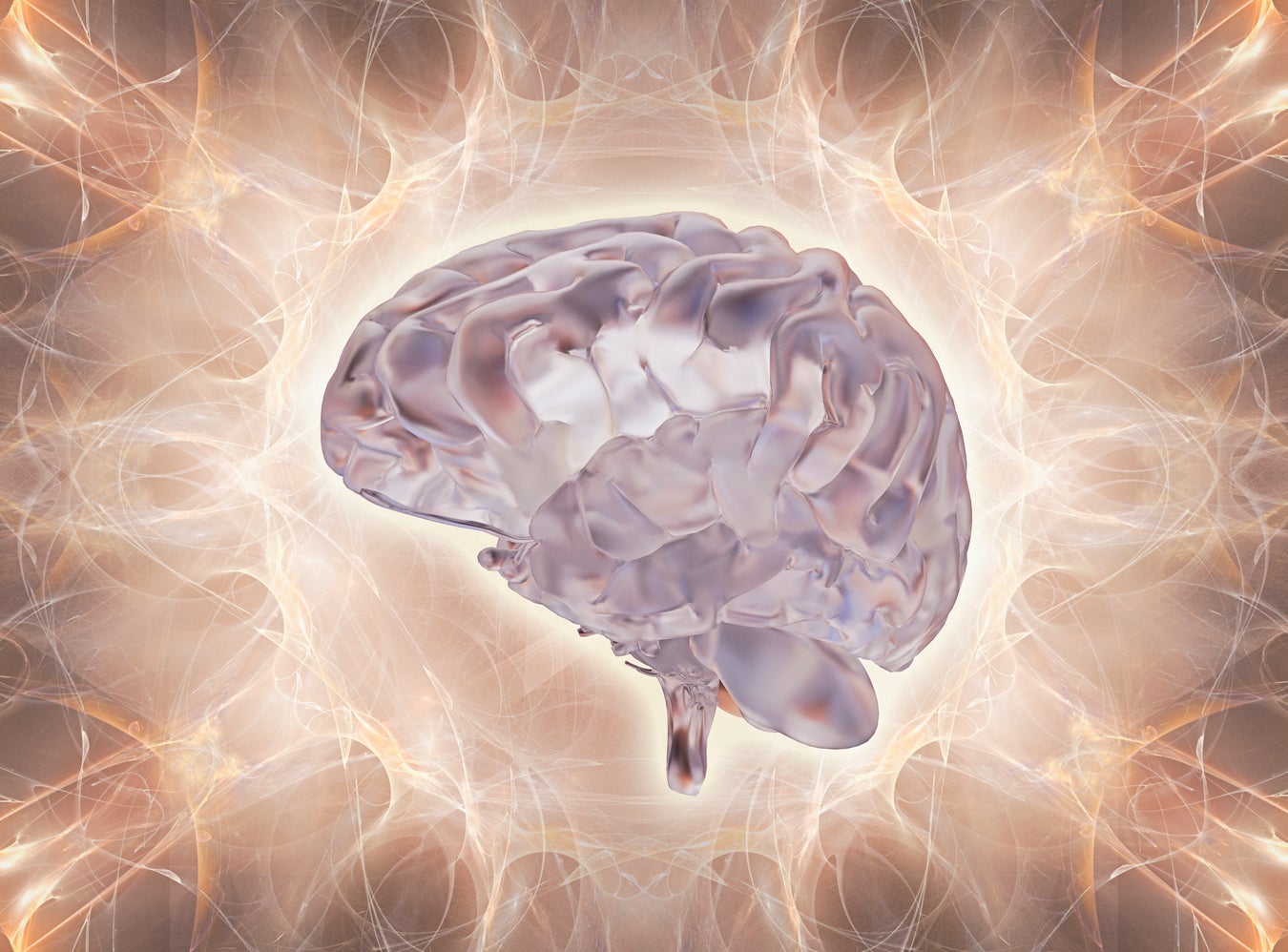 What Makes the Human Brain Special | Scientific American
