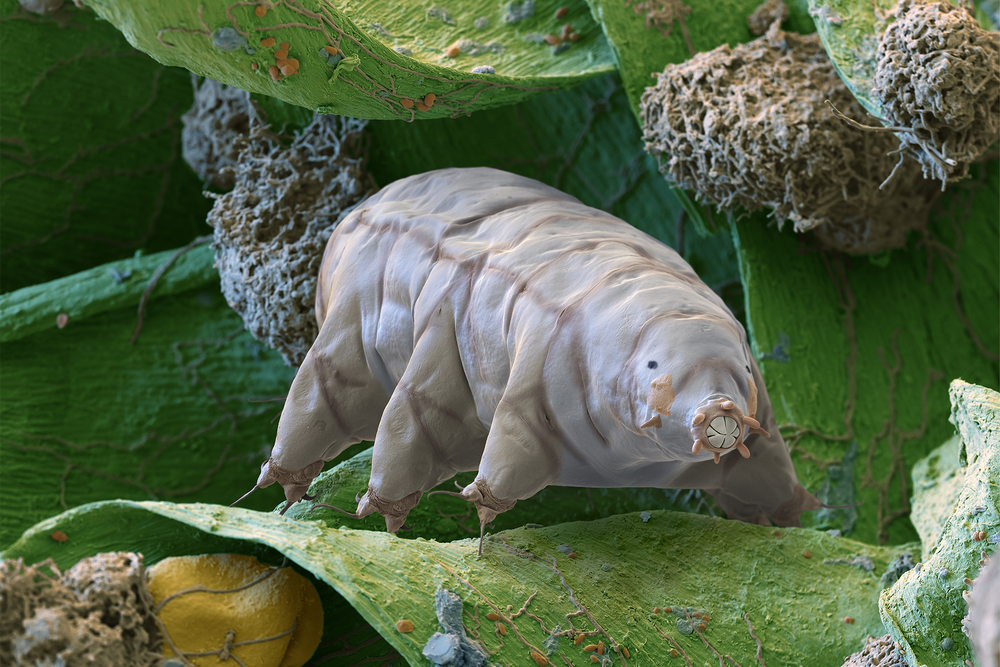 Cute Little Tardigrades Are Basically Indestructible, and Scientists ...